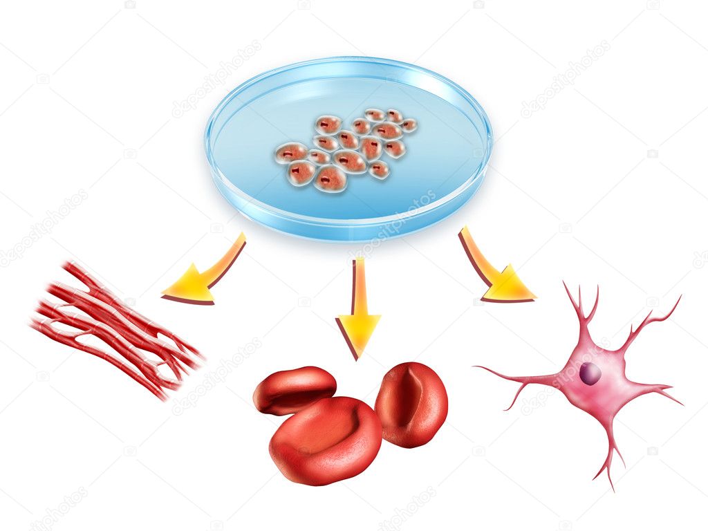 Stem cells — Stock Photo © Andreus #2724357 Stem cells — Stock Photo © Andreus #2724357