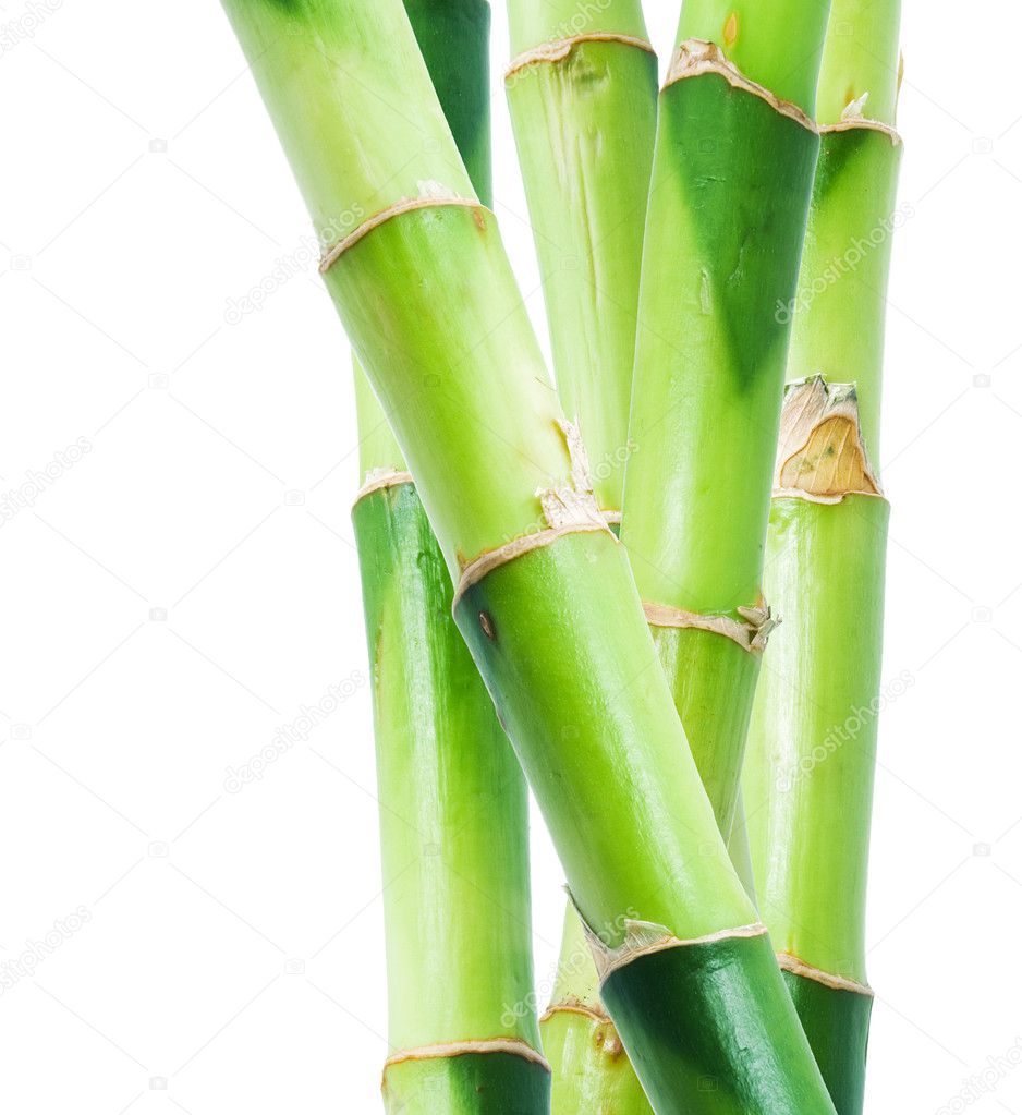 Bamboo Stock Photo by ©sailorr 3239485