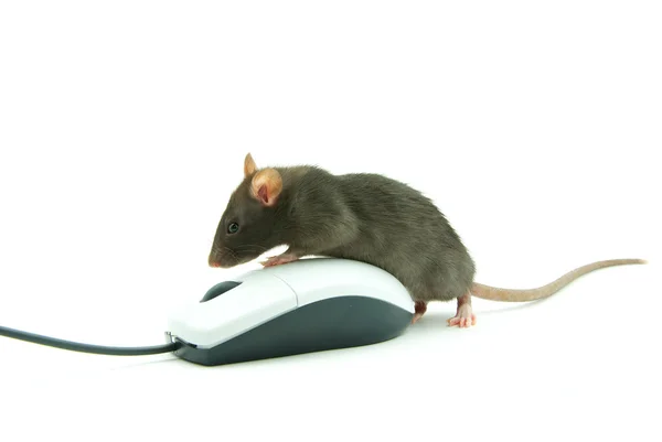 Working mouse Stock Photos, Royalty Free Working mouse Images ...