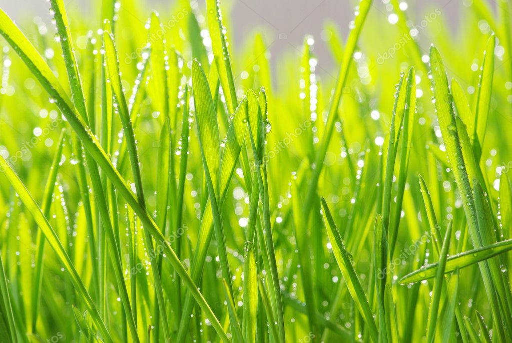 Drop on grass Stock Photo by ©Pakhnyushchyy 3731103