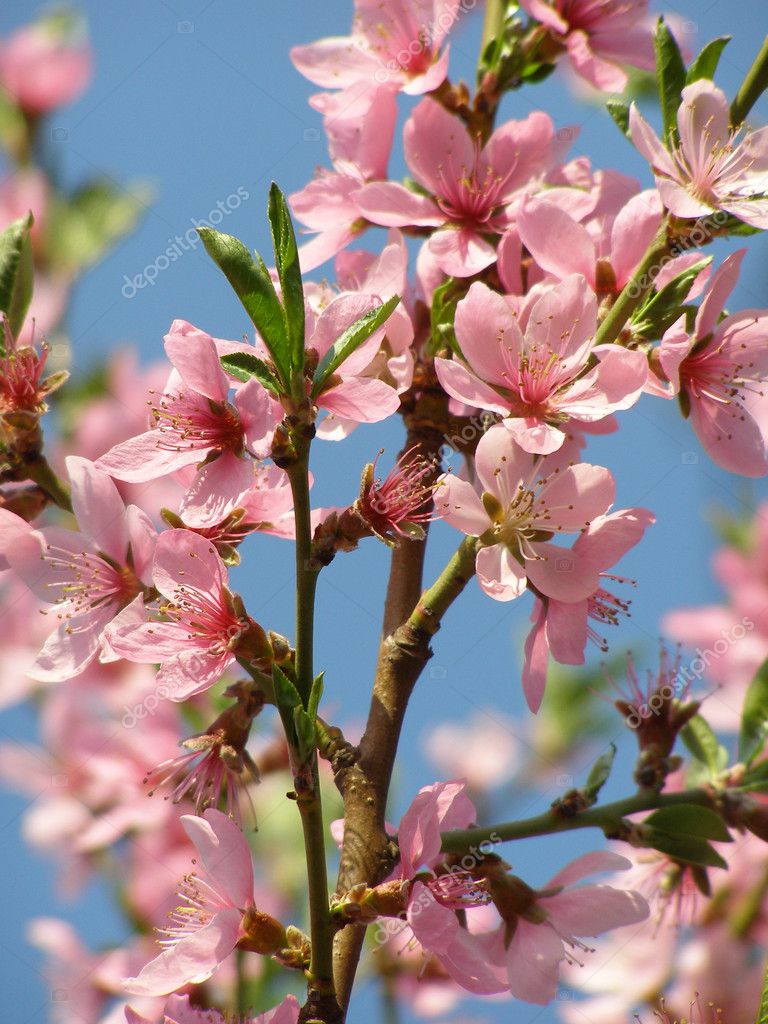 Flowering peach tree on a background sky — Stock Photo © Clarushka #3446625