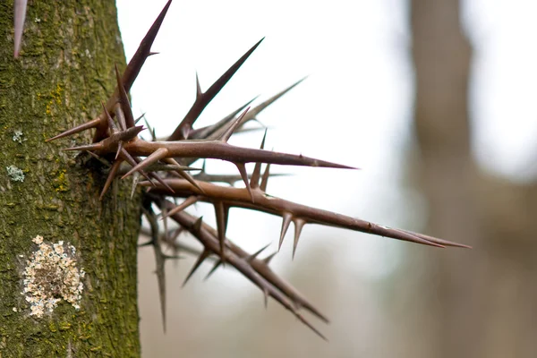 Trunk of a tropical tree with sharp spikes — Stock Photo © fotovincek ...
