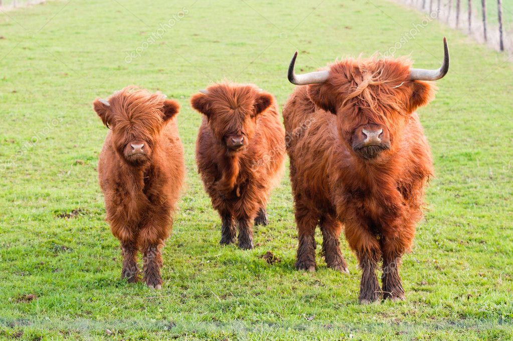 Scottish highland cow, Cute creatures, Cow