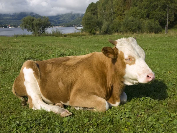 Altaic Stock Photos, Royalty Free Altaic Images | Depositphotos®