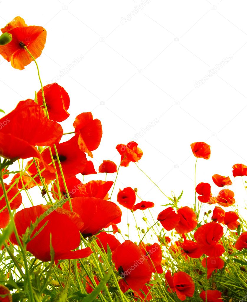 Red poppies Stock Photo by ©Ale-ks 3195419