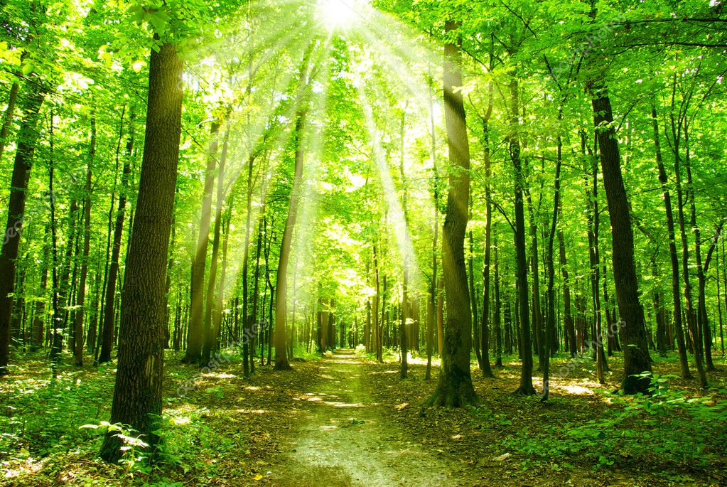 luz solar del bosque — Foto de stock © Ale-ks #3459496
