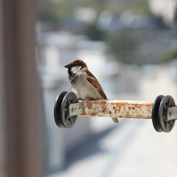 Cute sparrow Stock Photos, Royalty Free Cute sparrow Images ...