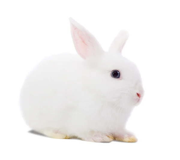 White rabbit Stock Photo by ©Jim_Filim 3843929