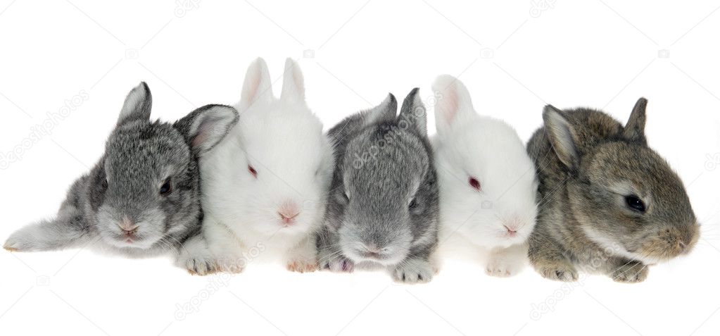 Five little rabbits in a row — Stock Photo © Aptyp_koK #3306203