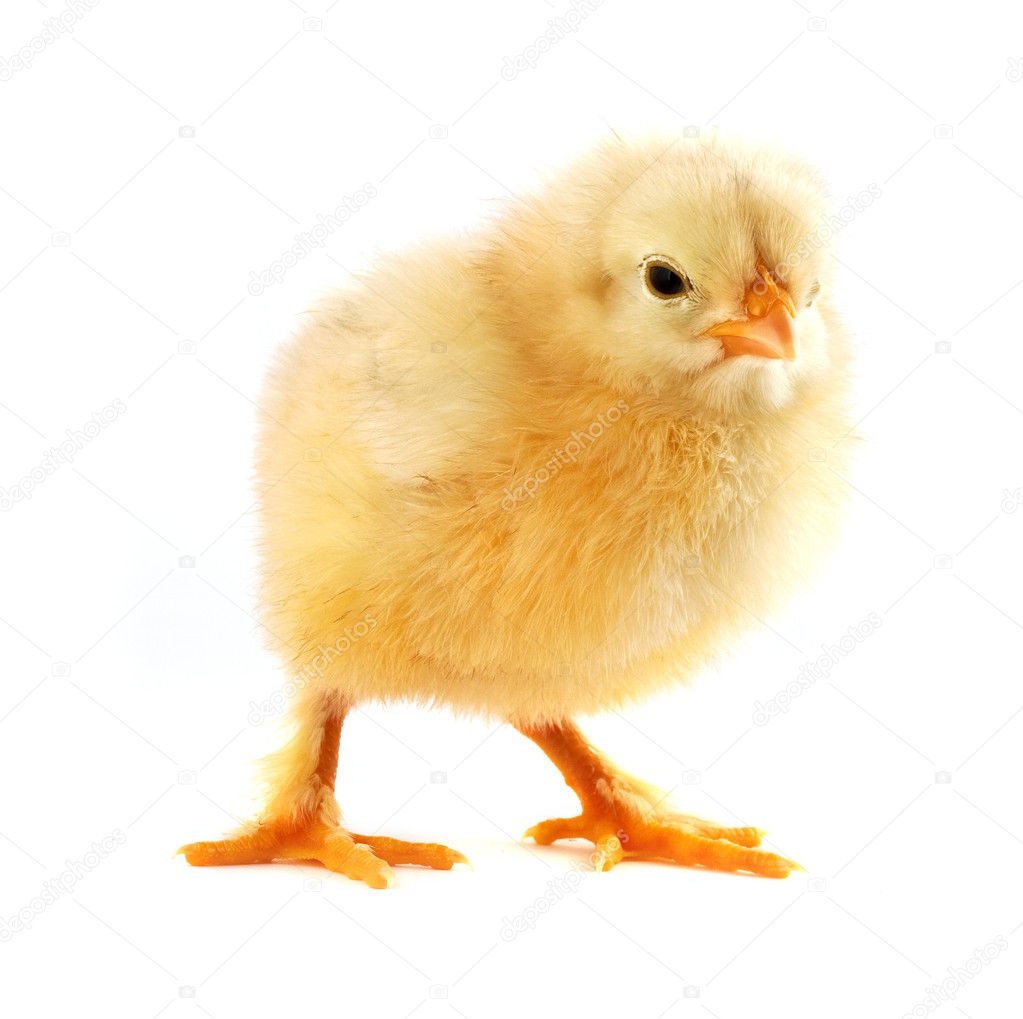 The yellow small chick — Stock Photo © bloodua #3573875