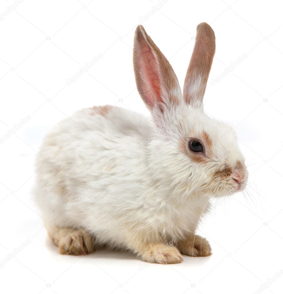 White small rabbit — Stock Photo © bloodua #3912679