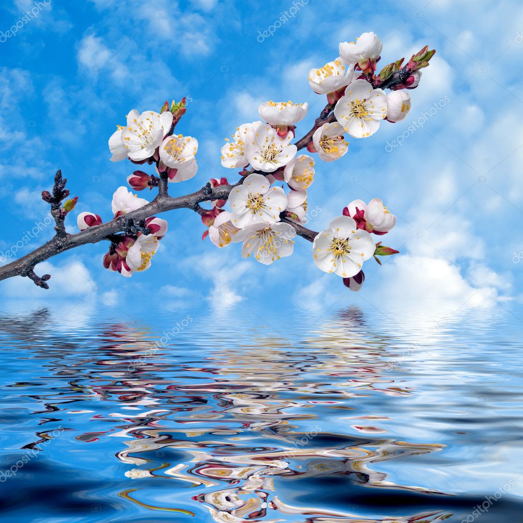 Spring. Stock Photo by ©Leonardi 2700548