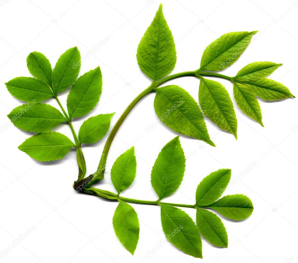 Leafs of tree isolated — Stock Photo © parfta #3346425