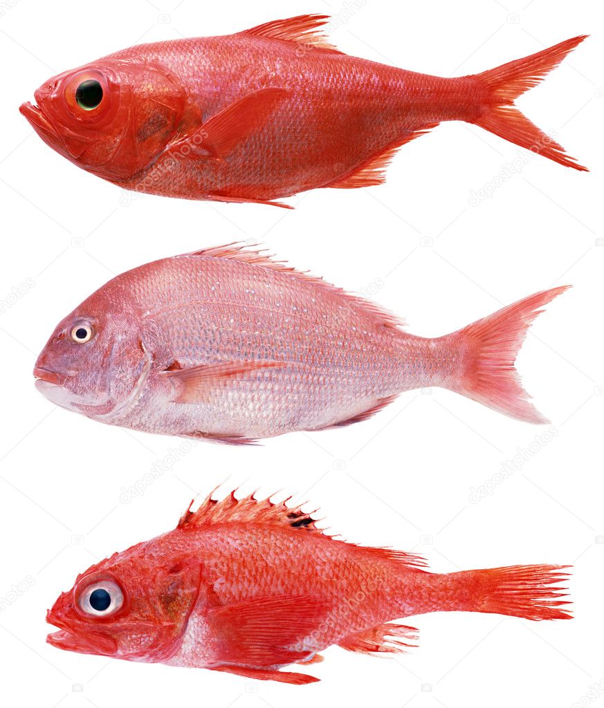 Peixe vermelho isolado — Fotografias de Stock © parfta #3348731