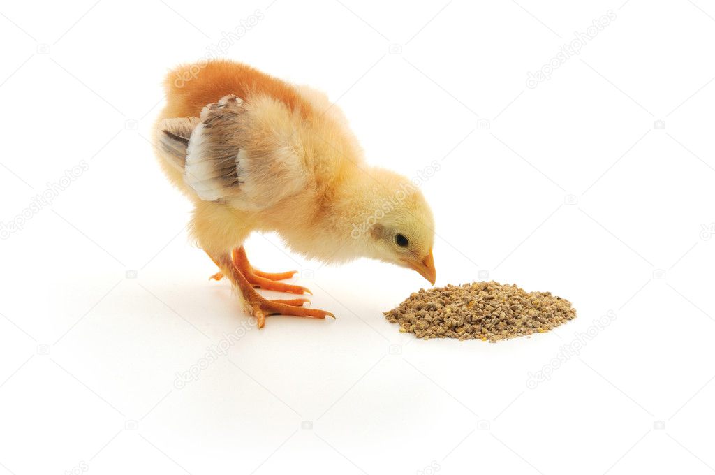 Baby chicken having a meal Stock Photo by ©Tsekhmister 3048405