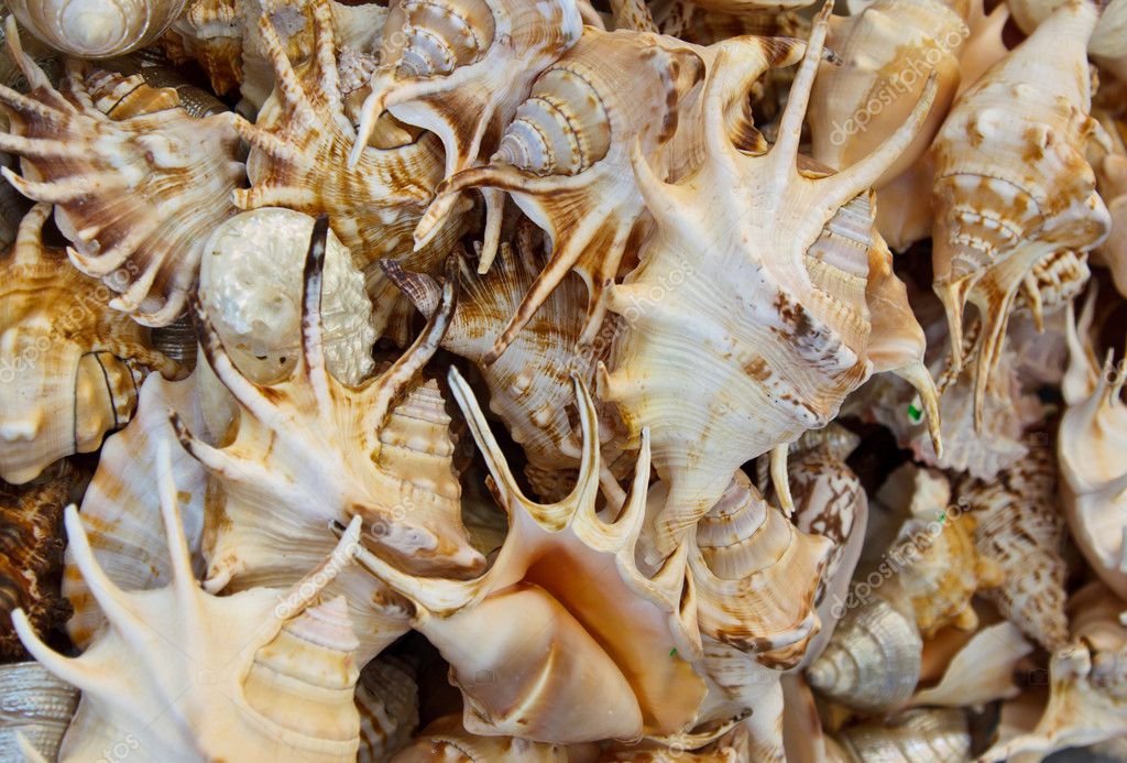Seashell — Stock Photo © alexsol #3769205 Seashell — Stock Photo © alexsol #3769205