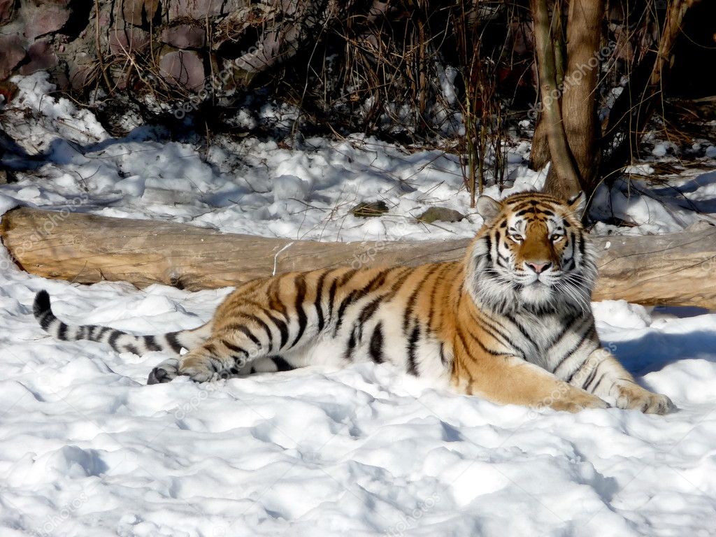 Tiger on the snow — Stock Photo © tomatto #3768996