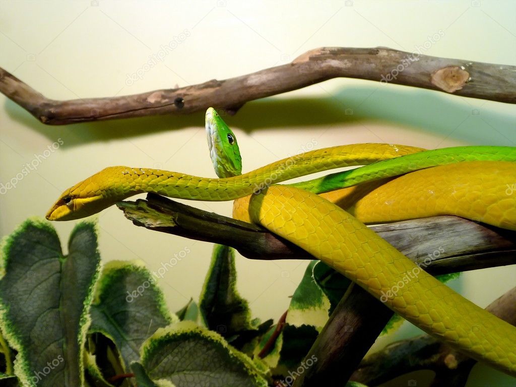 dos serpientes delgadas — Fotos de Stock © tomatto #3863349