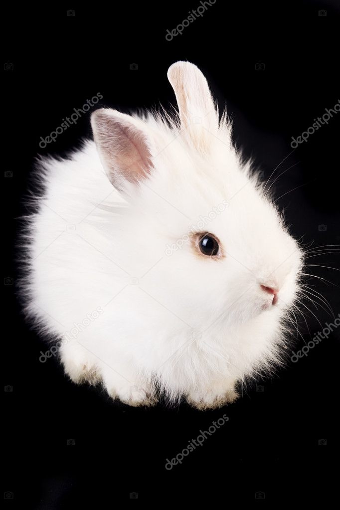 White rabbit — Stock Photo © kolosigor #2810521