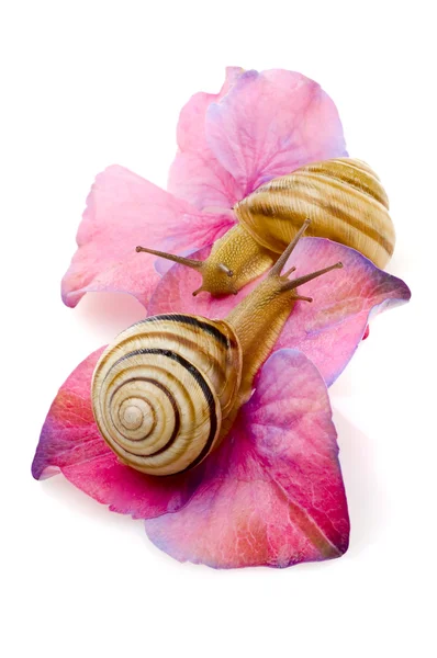 ᐈ Inner ear stock pictures, Royalty Free cochlea pics | download on ...