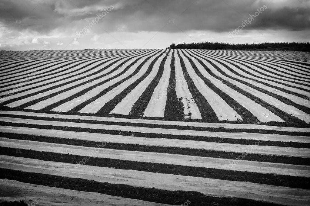 Corn Field Black And White