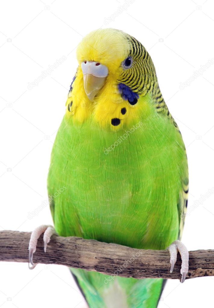 Yellow And Green Female Budgerigar Parakeet Stock Photo