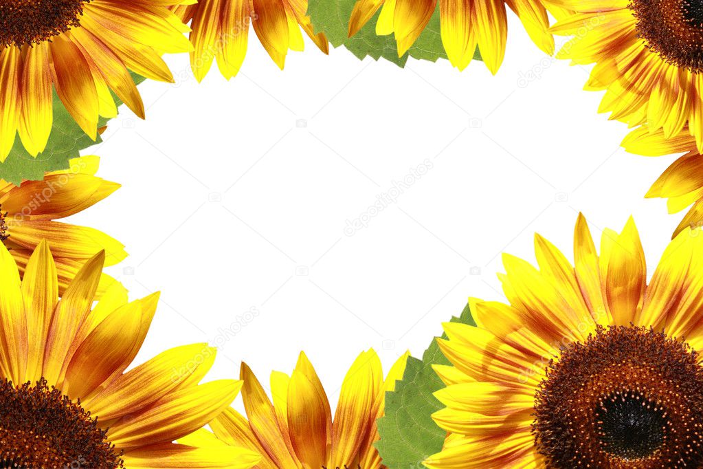 Sunflowers frame — Stock Photo © AlexSmith #3452521