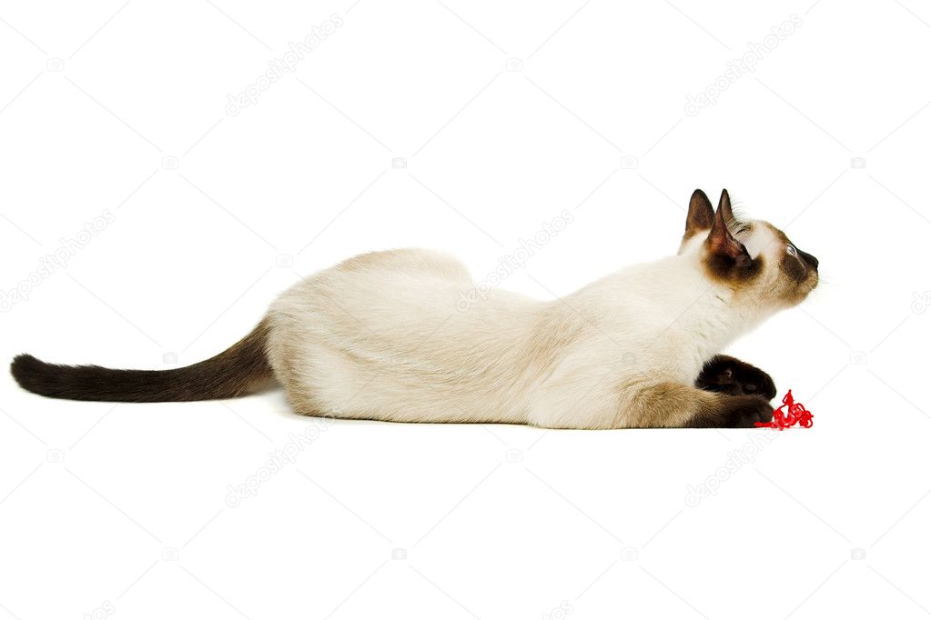 Siamese cat — Stock Photo © kovalvs #3047187
