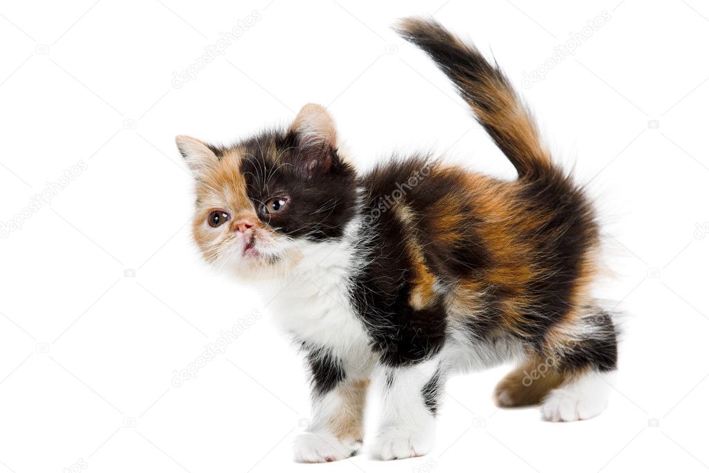 Tortoiseshell persian cat Stock Photo by ©kovalvs 3478015
