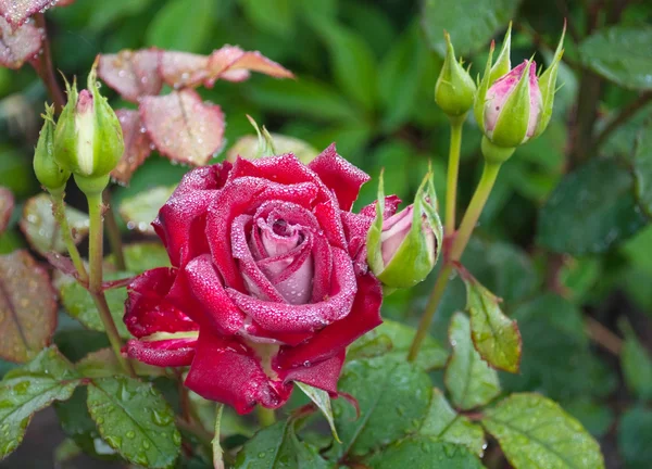 Lancashire rose Stock Photos, Royalty Free Lancashire rose Images ...