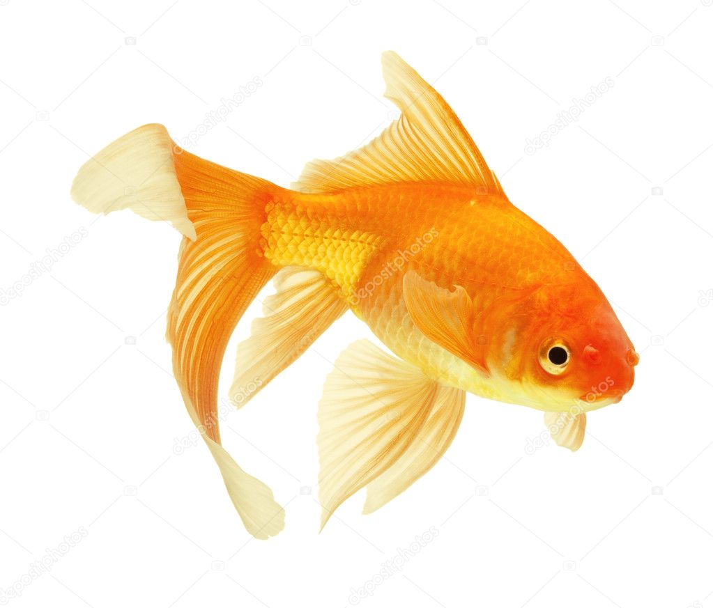 Gold fish — Stock Photo © Irochka #5116810