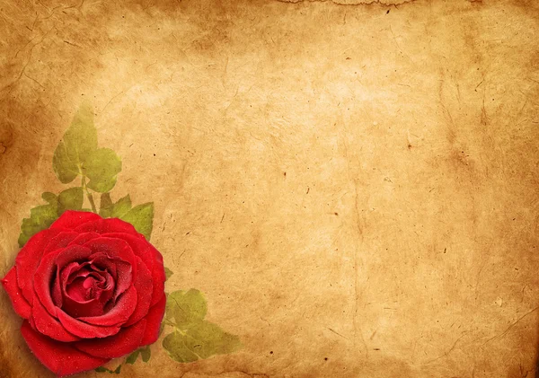 Old paper background, vintage rose — Stock Photo © Irochka #5118754