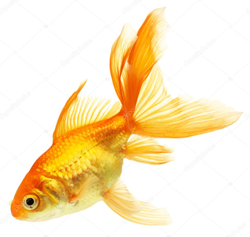 Gold fish isolated on white — Stock Photo © Irochka #5134432