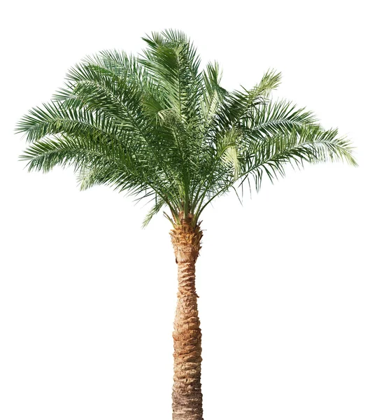 Palm tree — Stock Photo © Irochka #9595621