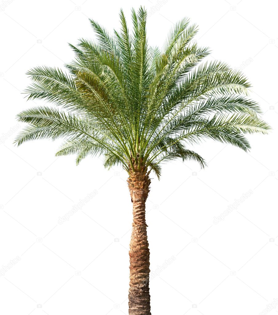 Palm tree isolated — Stock Photo © Irochka #5146054