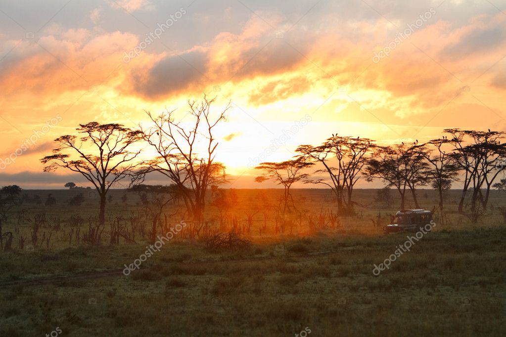 Morning safari drive — Stock Photo © shalamov #3724650