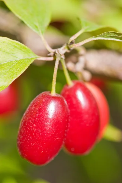 Mjölon Stock Photos, Royalty Free Mjölon Images | Depositphotos