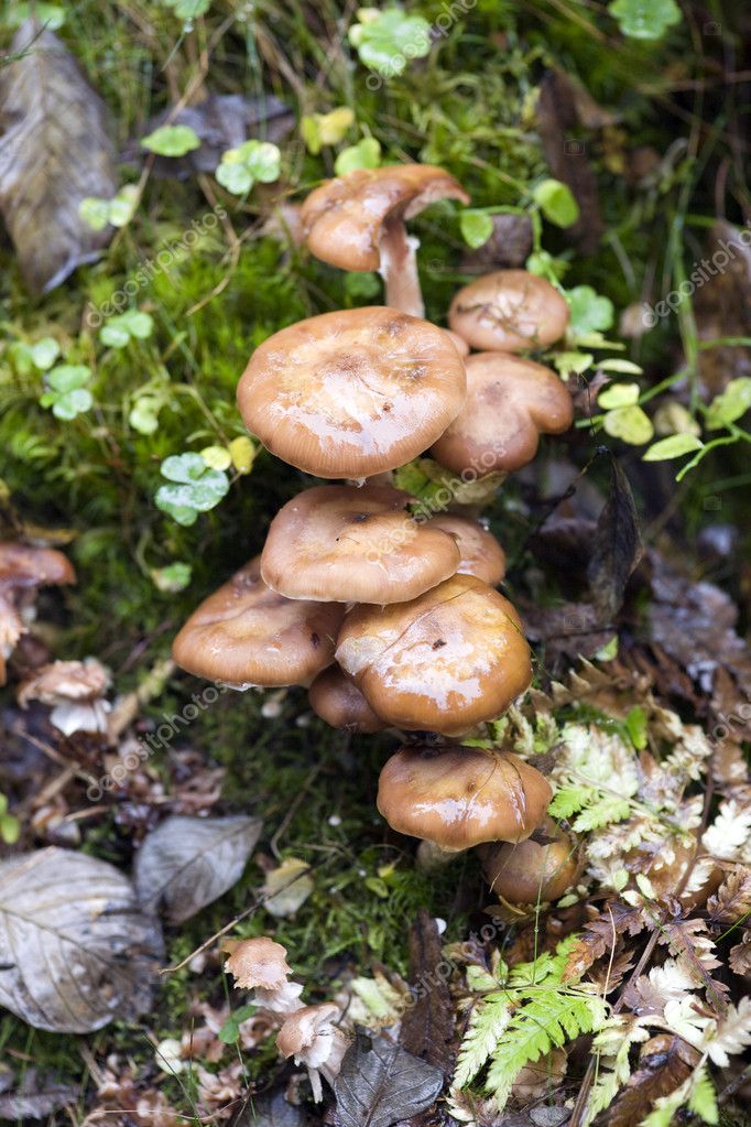 Agaricus melleus — Stock Photo © Argument #3839306