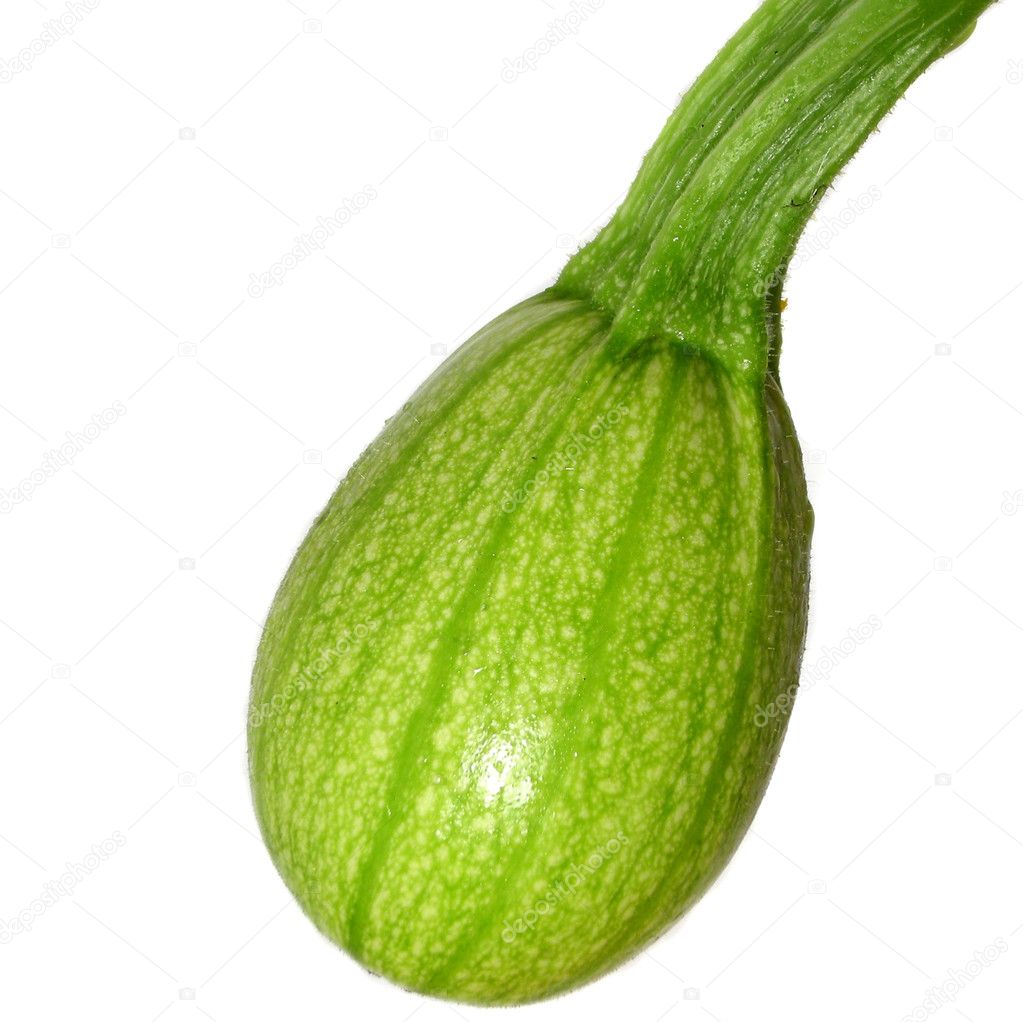 Calabaza Verde De Arbusto