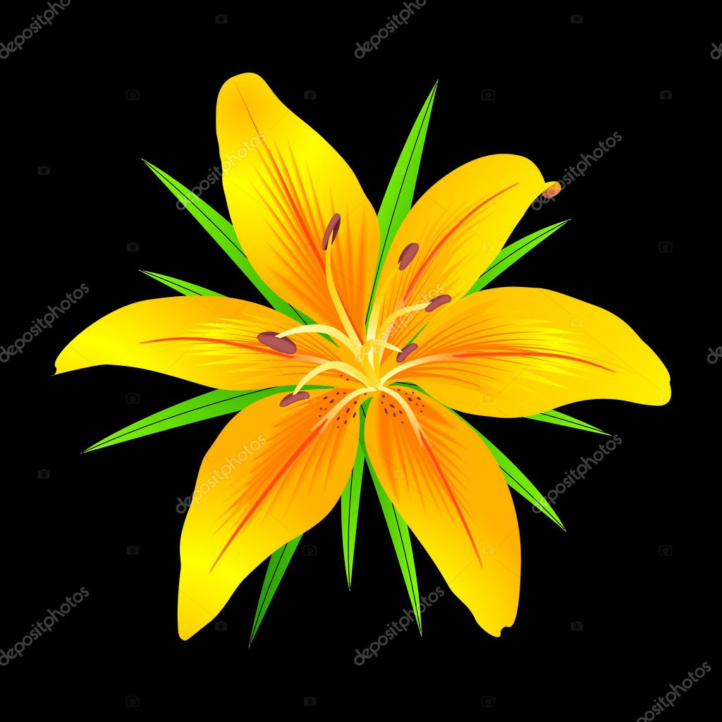Lilium Stock Vector Image by ©Xelissa #3728989