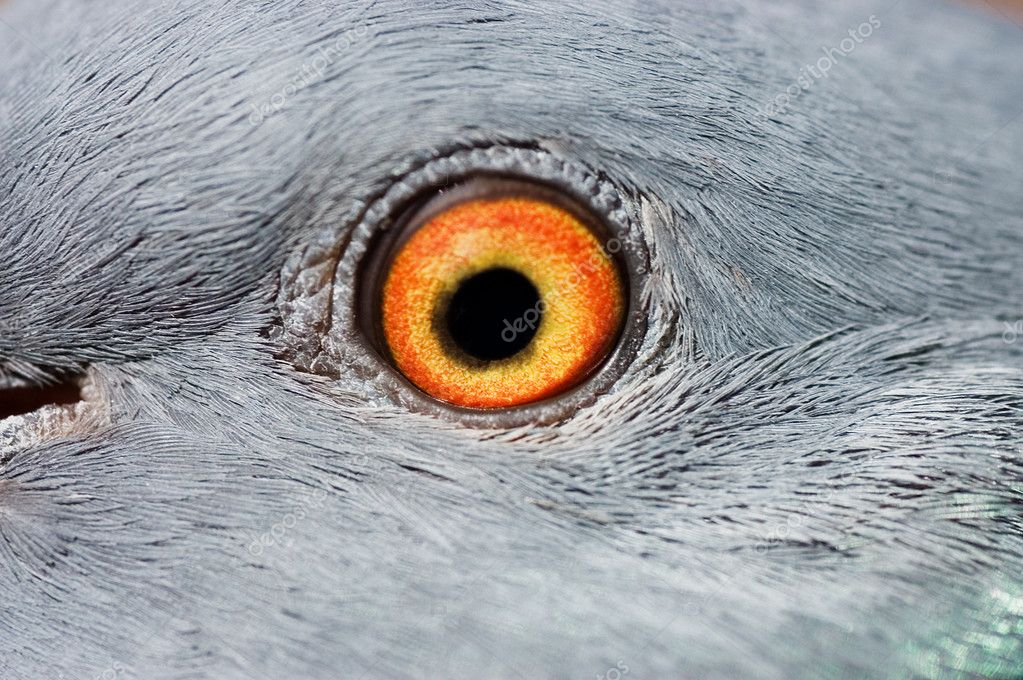 Eye of a pigeon closeup — Stock Photo © voronin-76 #2955236