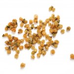 Mistletoe plant close-up — Stock Photo © de-kay #1422268