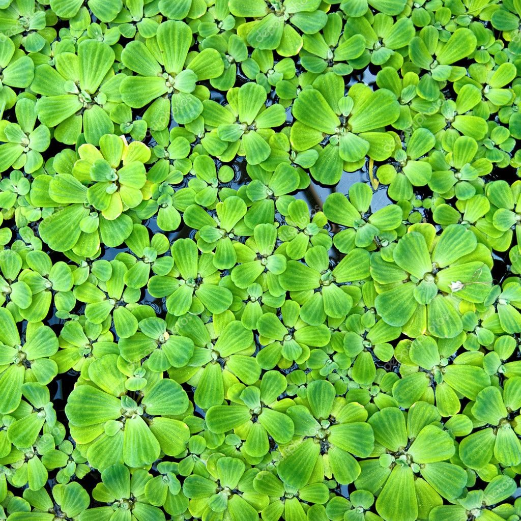 Duckweed — Stock Photo © artjazz #3004461