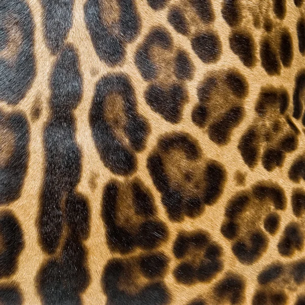 Leopard skin — Stock Photo © pockygallery #12649732