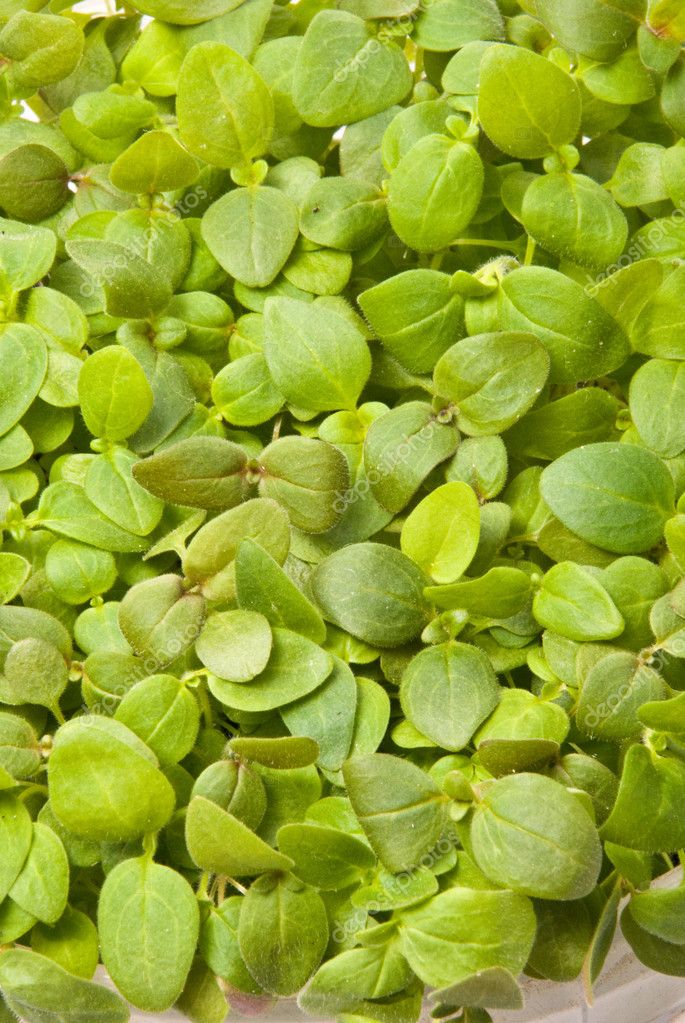 Small Plants background Stock Photo by ©Hintau_Aliaksey 2989808