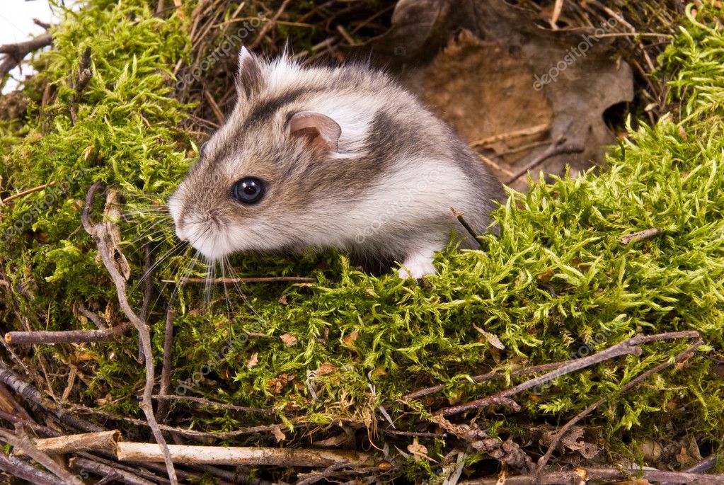 Little dwarf hamster Stock Photo by ©Hintau_Aliaksey 3288896