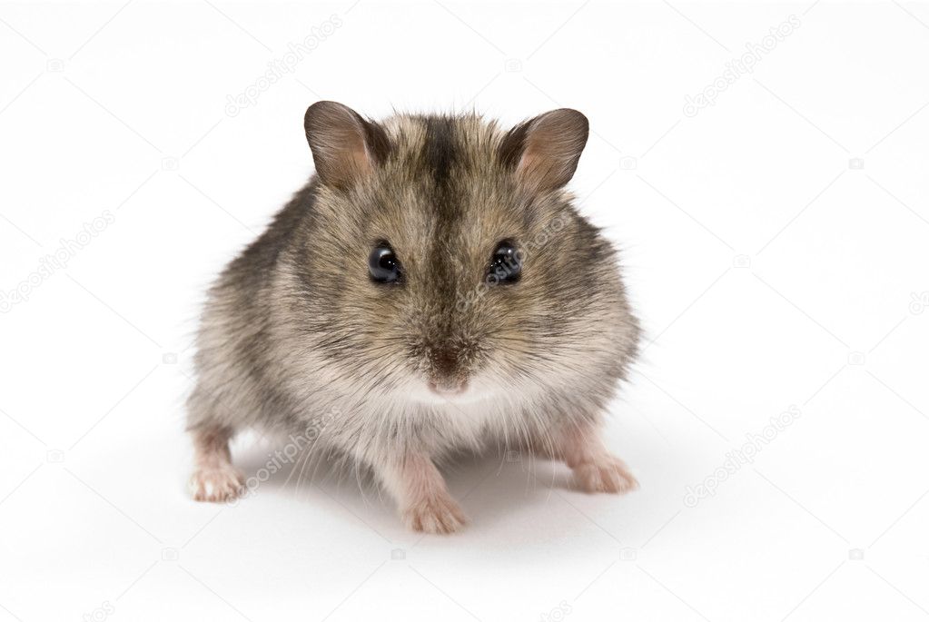 Little dwarf hamster Stock Photo by ©Hintau_Aliaksey 3289038