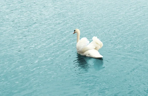 Single swan Stock Photos, Royalty Free Single swan Images | Depositphotos®