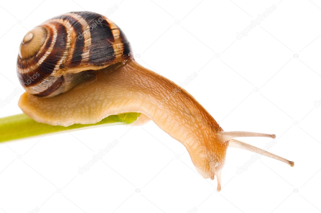 Snail Stock Photo by ©DenisNata 3285812