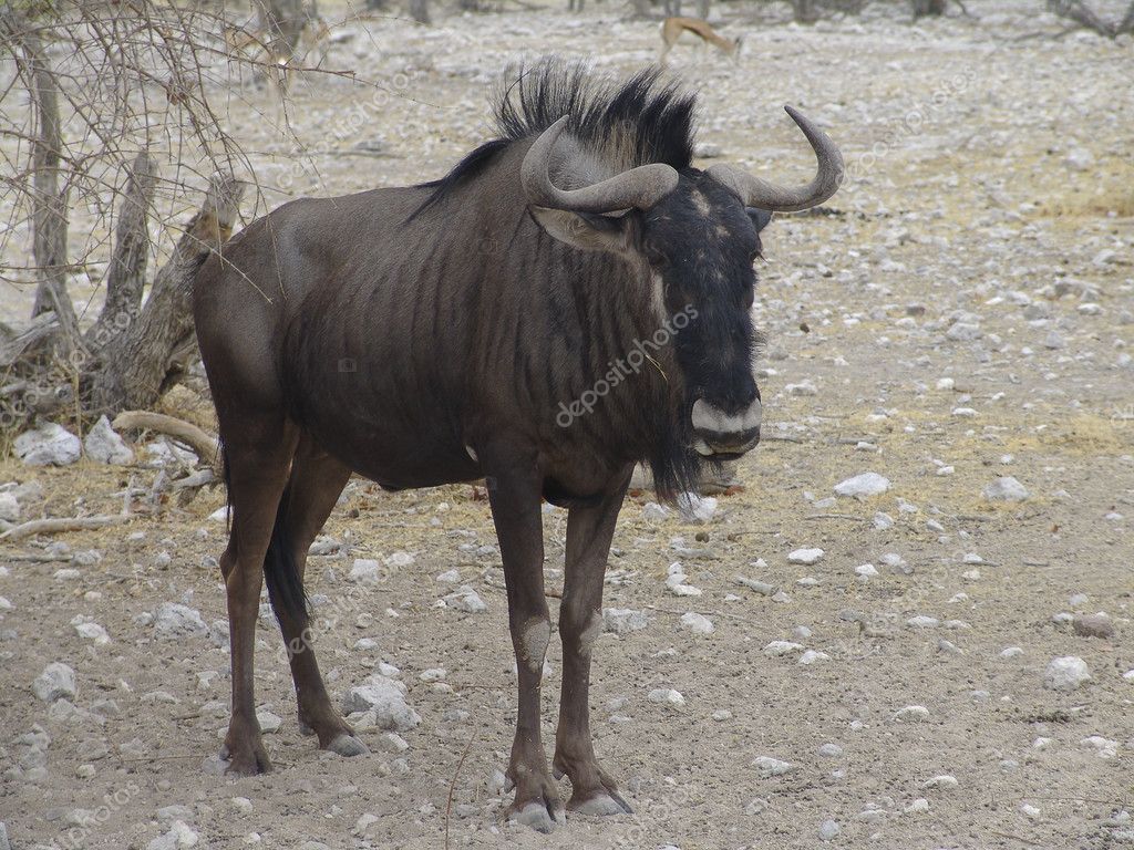 Blue wildebeest portrait. Antilope Gnu — Stock Photo © Lacroix #3678876 Blue wildebeest portrait. Antilope Gnu — Stock Photo © Lacroix #3678876